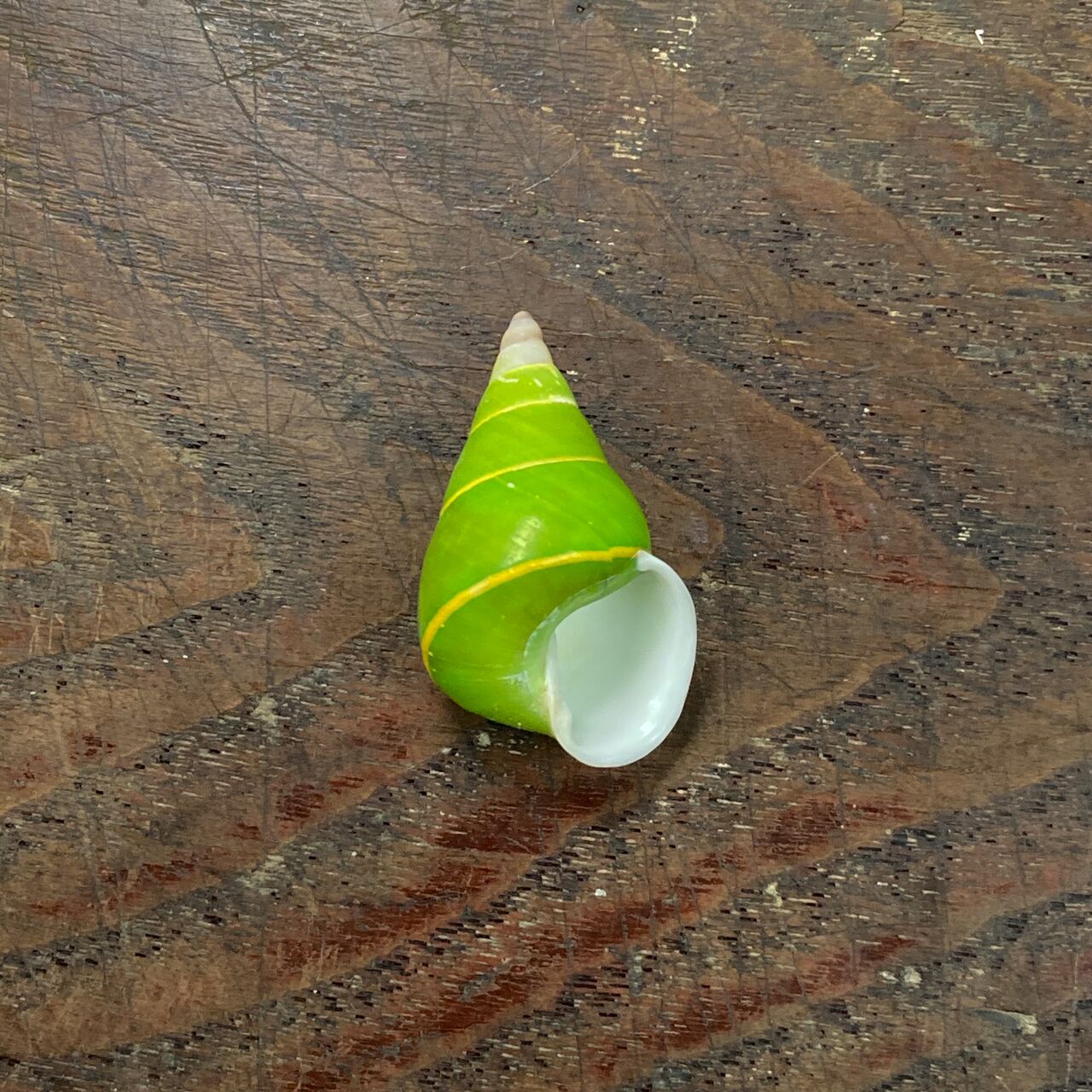 自然・標本 :: 標本 :: ミドリパプアマイマイ Manus Green Papuina 41mm ラベルなし | COTTOU.JP 骨董 ...