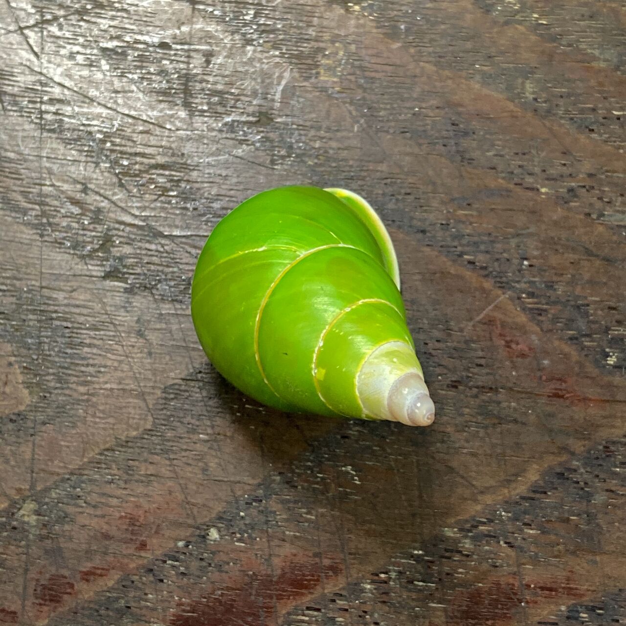 自然・標本 :: 標本 :: ミドリパプアマイマイ Manus Green Papuina 41mm ラベルなし | COTTOU.JP 骨董 ...