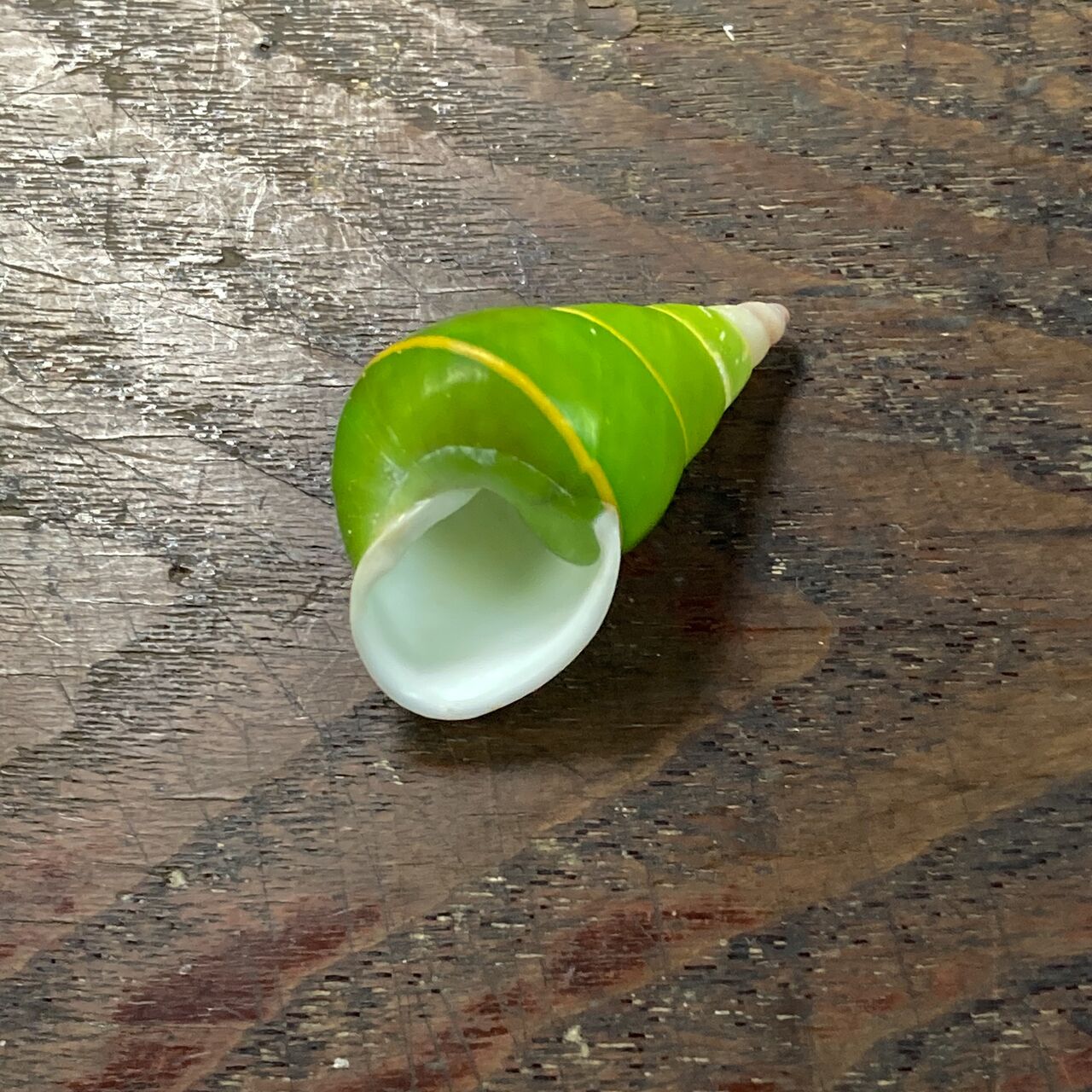 自然・標本 :: 標本 :: ミドリパプアマイマイ Manus Green Papuina 41mm ラベルなし | COTTOU.JP 骨董 ...