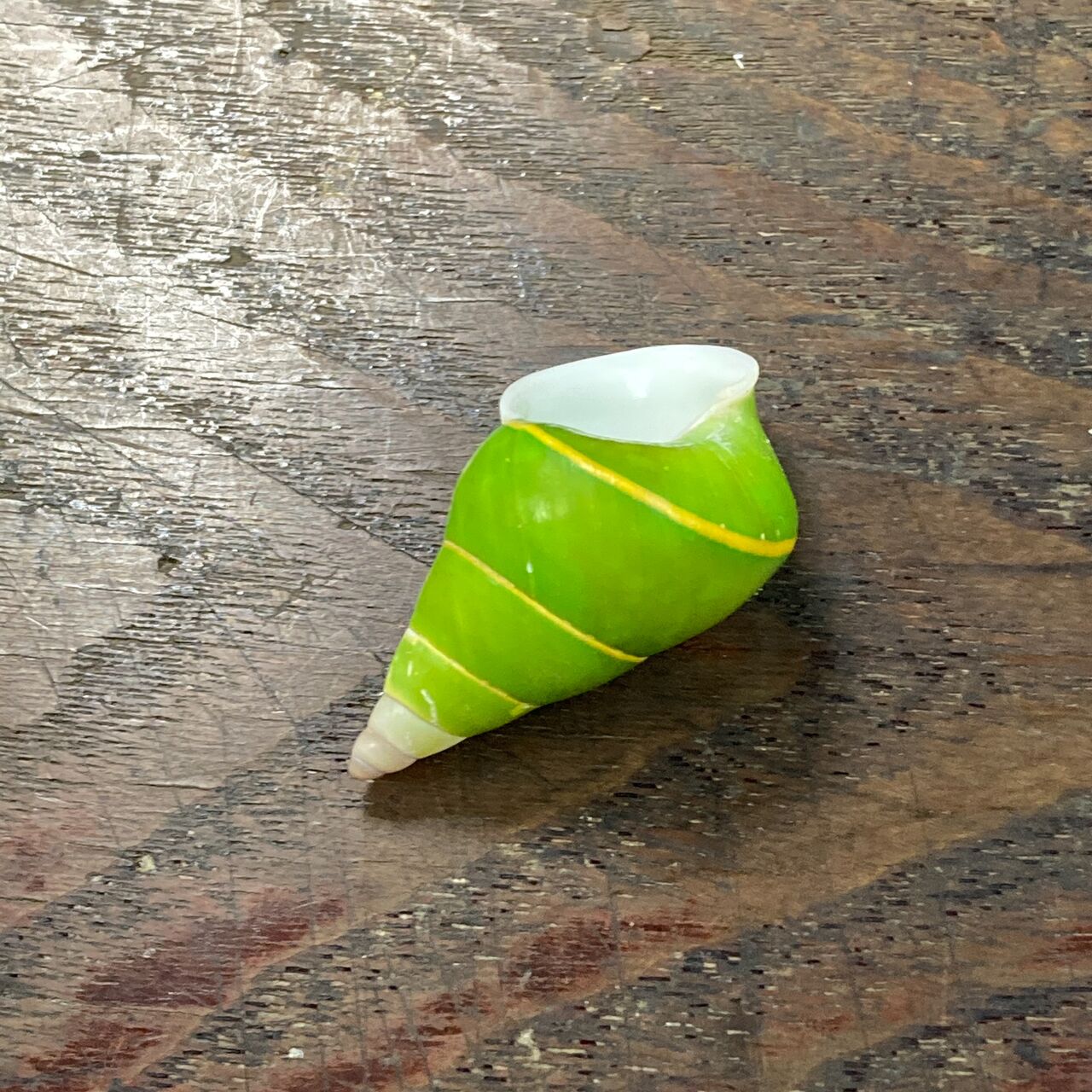 自然・標本 :: 標本 :: ミドリパプアマイマイ Manus Green Papuina 41mm ラベルなし | COTTOU.JP 骨董 ...